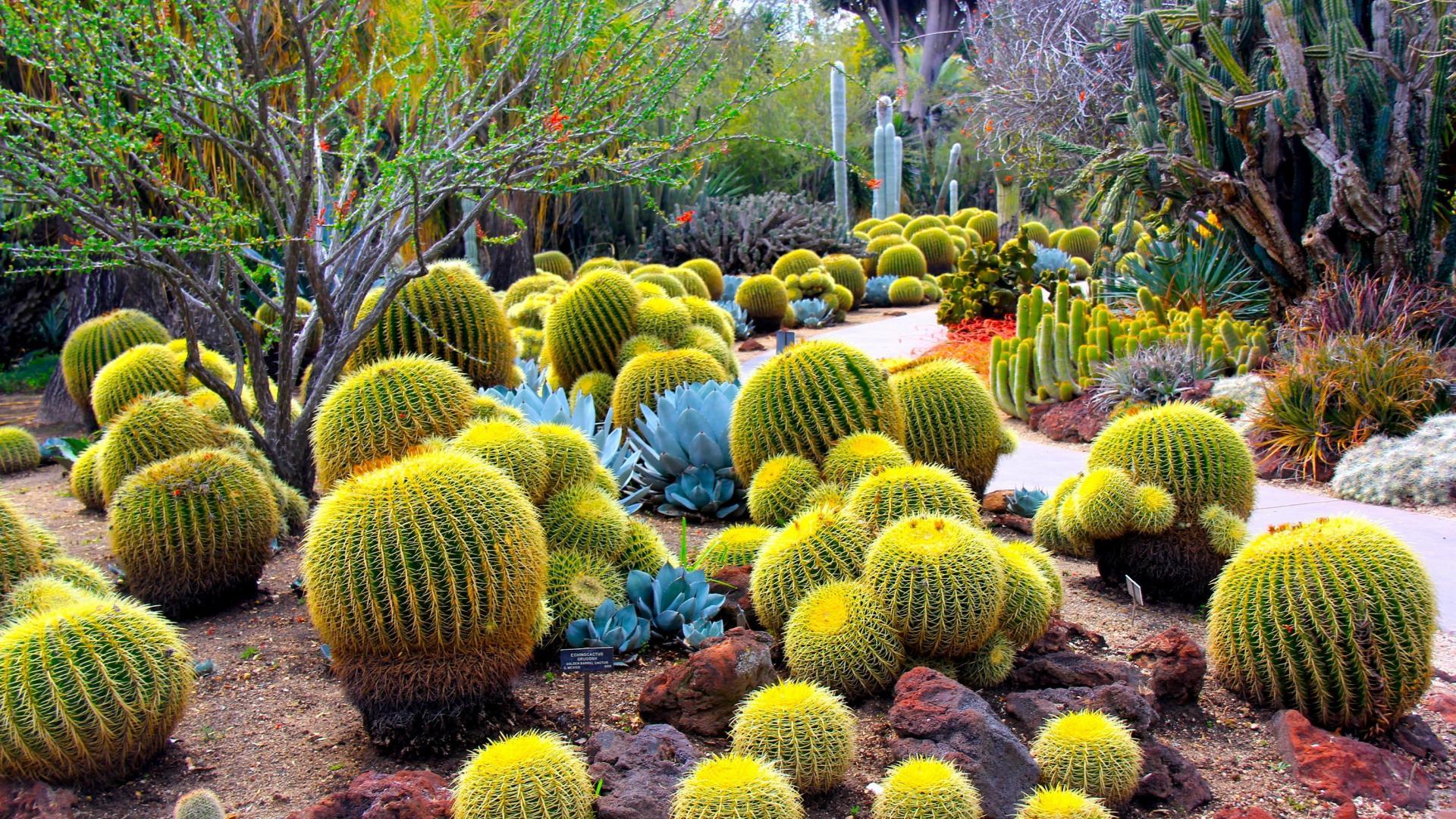 Cactus Wallpapers - Top Free Cactus Backgrounds - WallpaperAccess