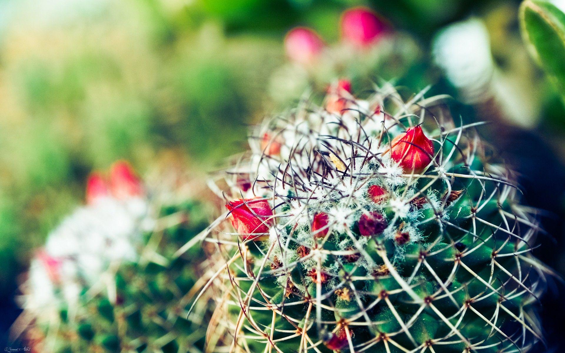 Cactus Wallpapers - Top Free Cactus Backgrounds - WallpaperAccess