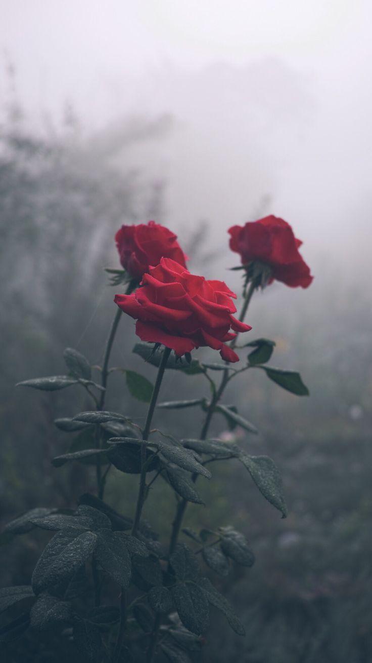 Rose Phone Wallpapers - Top Free Rose Phone Backgrounds - WallpaperAccess