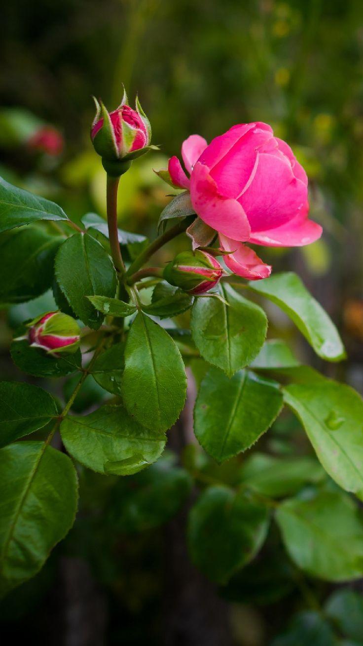 Rose Phone Wallpapers - Top Free Rose Phone Backgrounds - WallpaperAccess