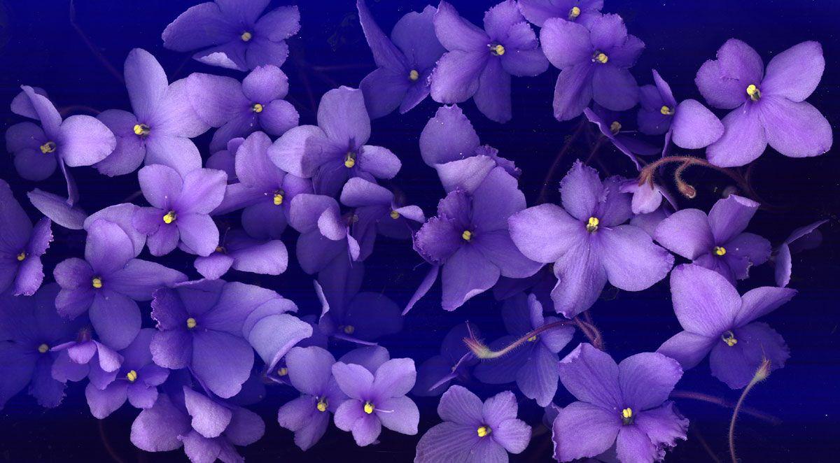 Violet Flower Wallpapers - Top Free Violet Flower Backgrounds ...