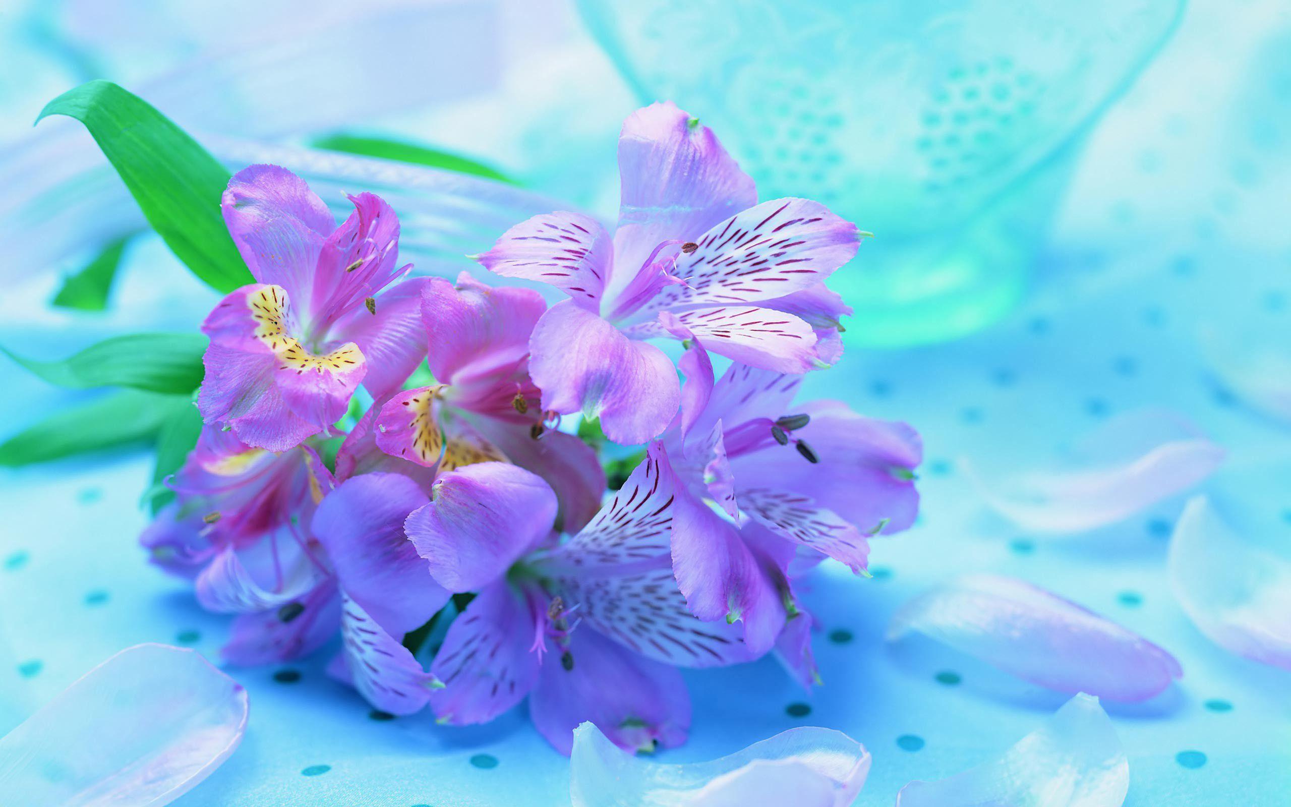 Violet Flower Wallpapers - Top Free Violet Flower Backgrounds ...