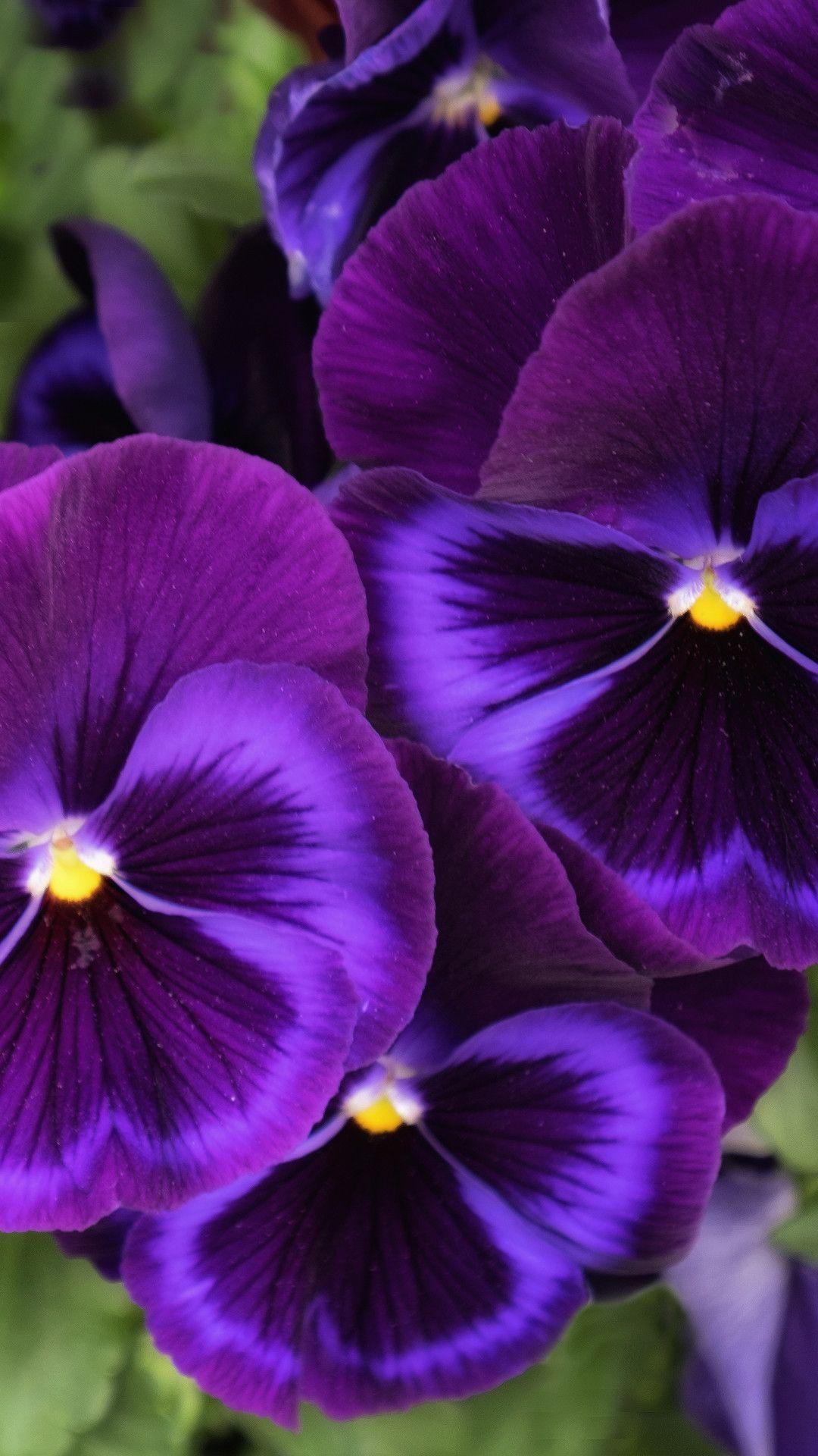 Violet Flower Wallpapers - Top Free Violet Flower Backgrounds ...