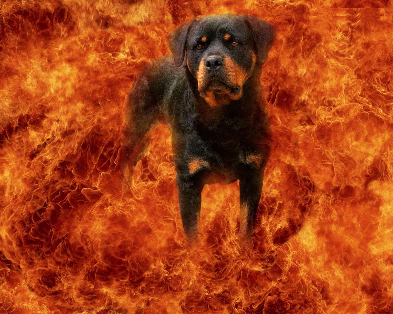 Rottweiler Dog Wallpapers - Top Free Rottweiler Dog Backgrounds ...