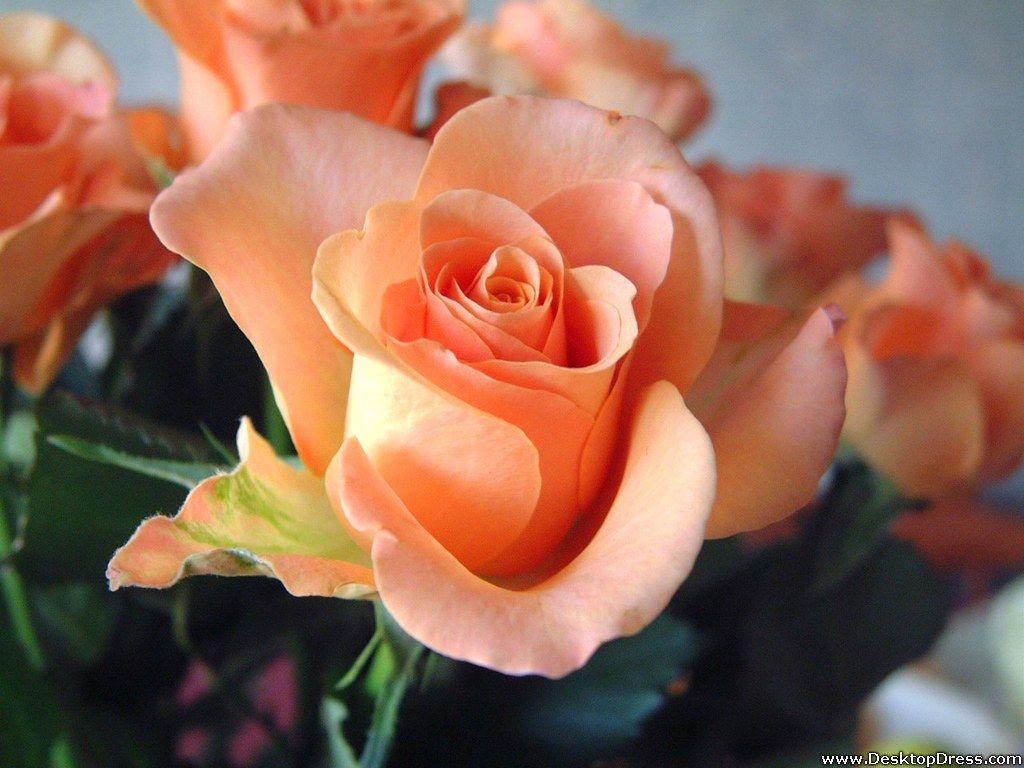 Peach Rose Wallpapers - Top Free Peach Rose Backgrounds - WallpaperAccess