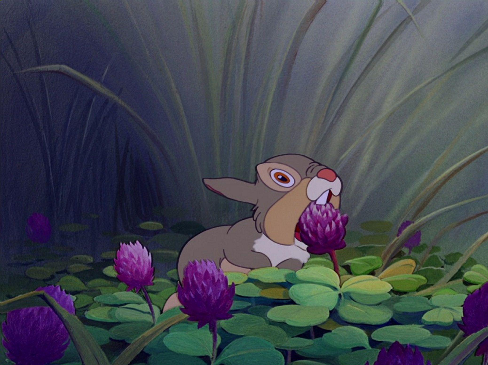 Thumper Wallpapers - Top Free Thumper Backgrounds - WallpaperAccess