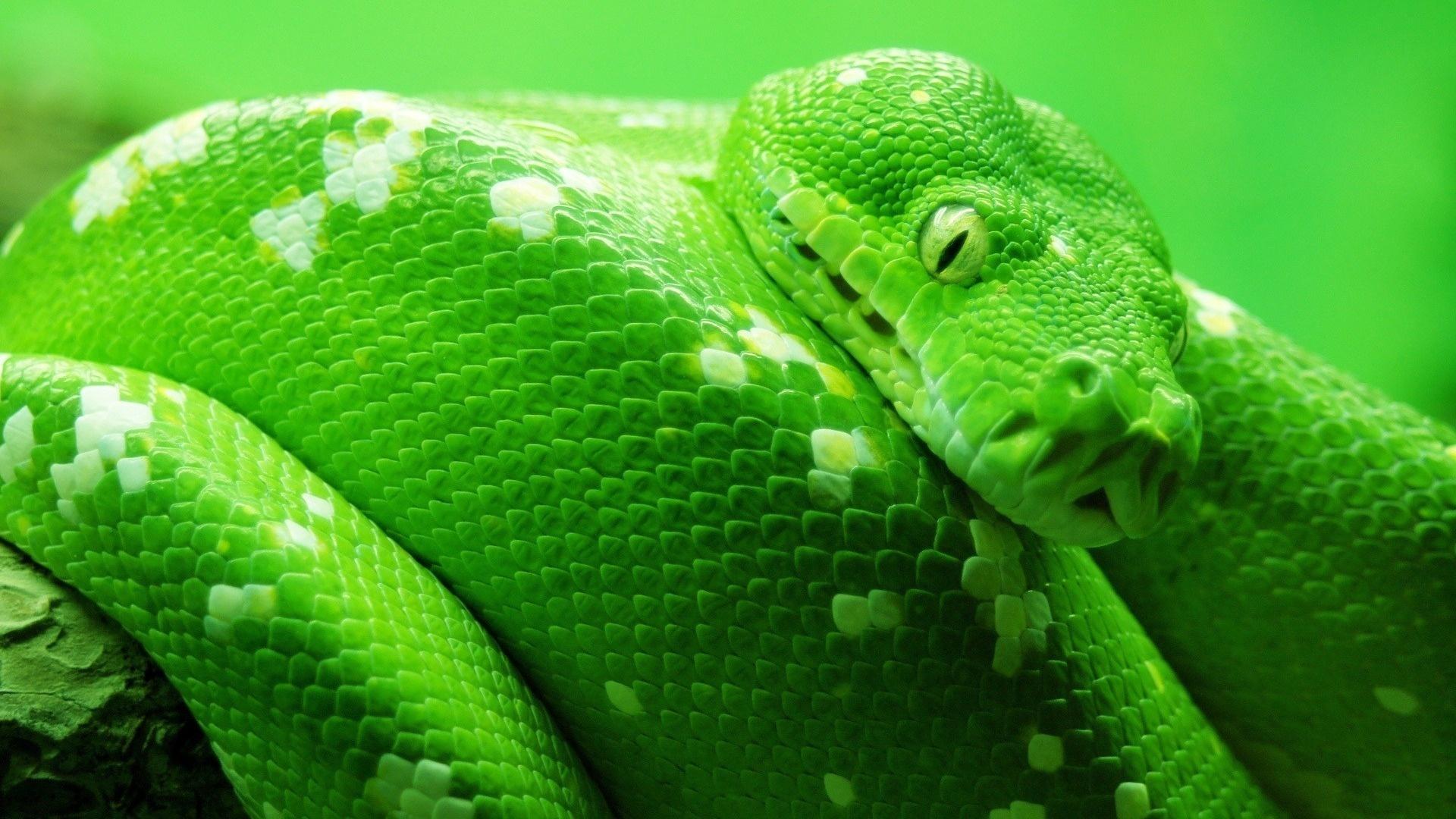 Amazing Snake Wallpapers - Top Free Amazing Snake Backgrounds ...