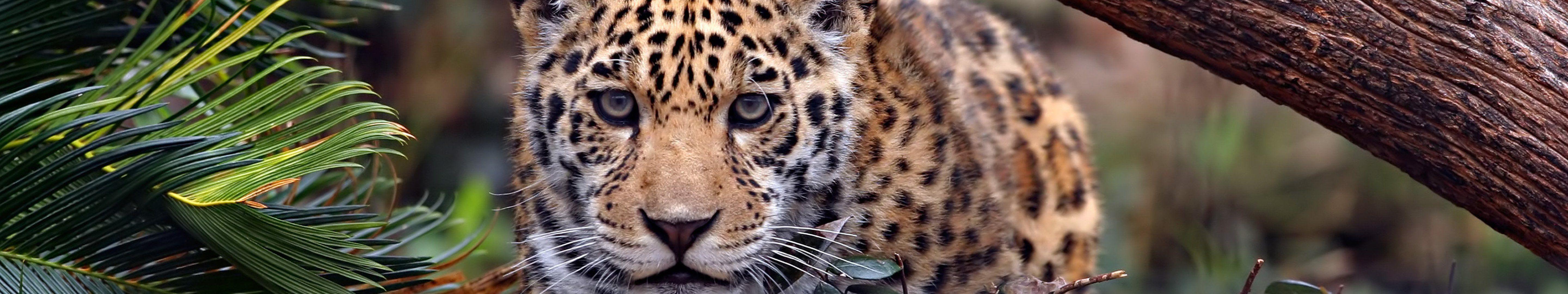 Animal Dual Monitor Wallpapers - Top Free Animal Dual Monitor ...