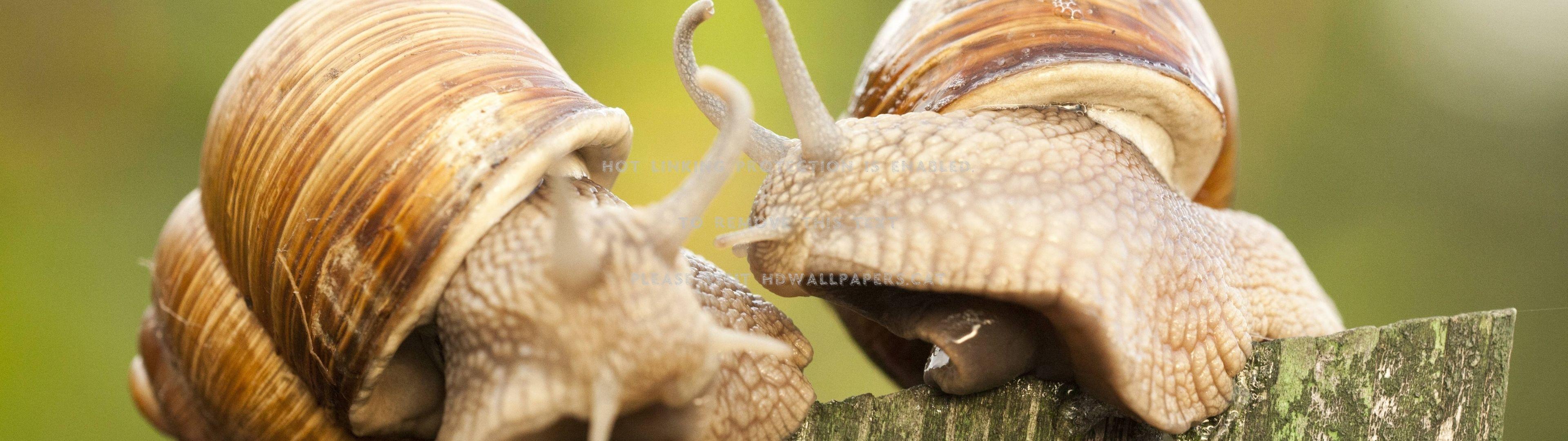 Animals Dual Screen Duel