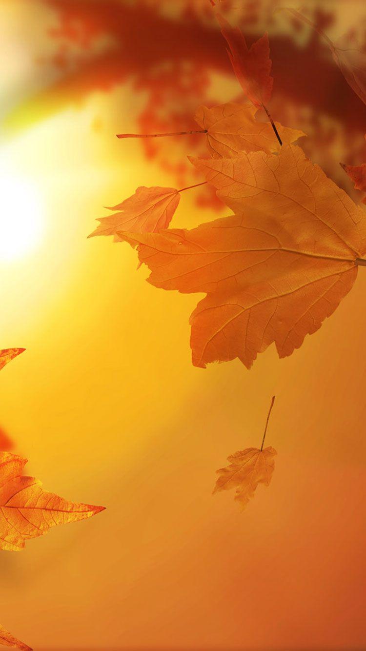 Fall Leaves iPhone Wallpapers - Top Free Fall Leaves iPhone Backgrounds ...