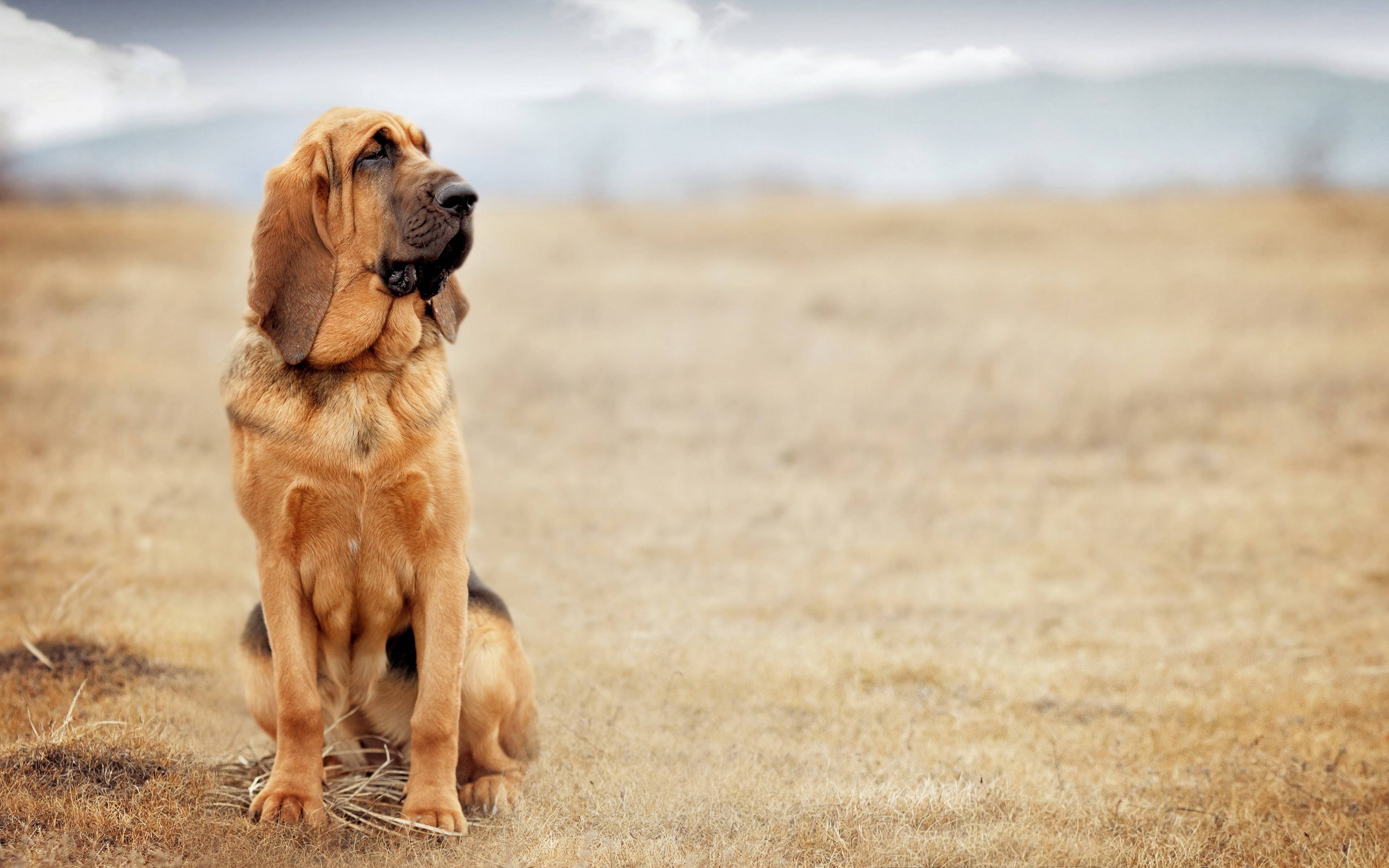 Hound Dogs Wallpapers - Top Free Hound Dogs Backgrounds - WallpaperAccess