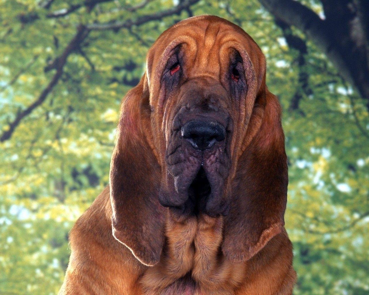 Hound Dogs Wallpapers - Top Free Hound Dogs Backgrounds - WallpaperAccess