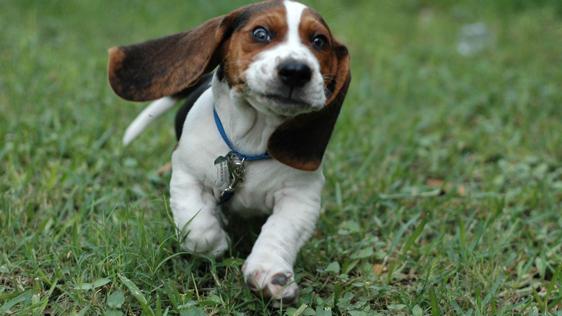 Hound Dogs Wallpapers - Top Free Hound Dogs Backgrounds - WallpaperAccess