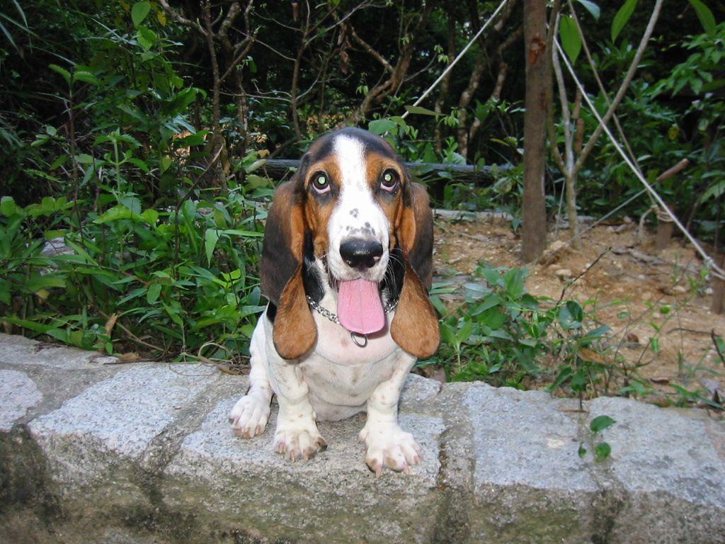 Hound Dogs Wallpapers - Top Free Hound Dogs Backgrounds - WallpaperAccess