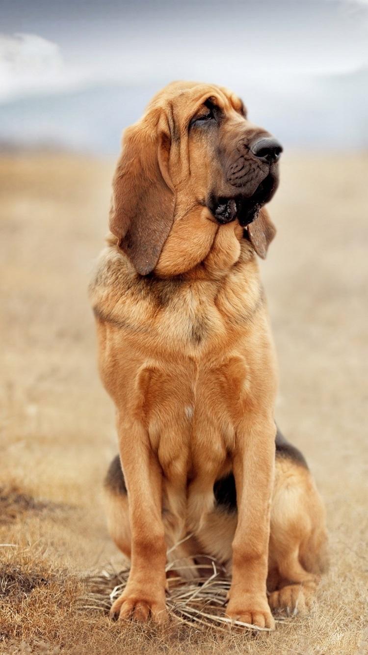 Hound Dogs Wallpapers - Top Free Hound Dogs Backgrounds - WallpaperAccess