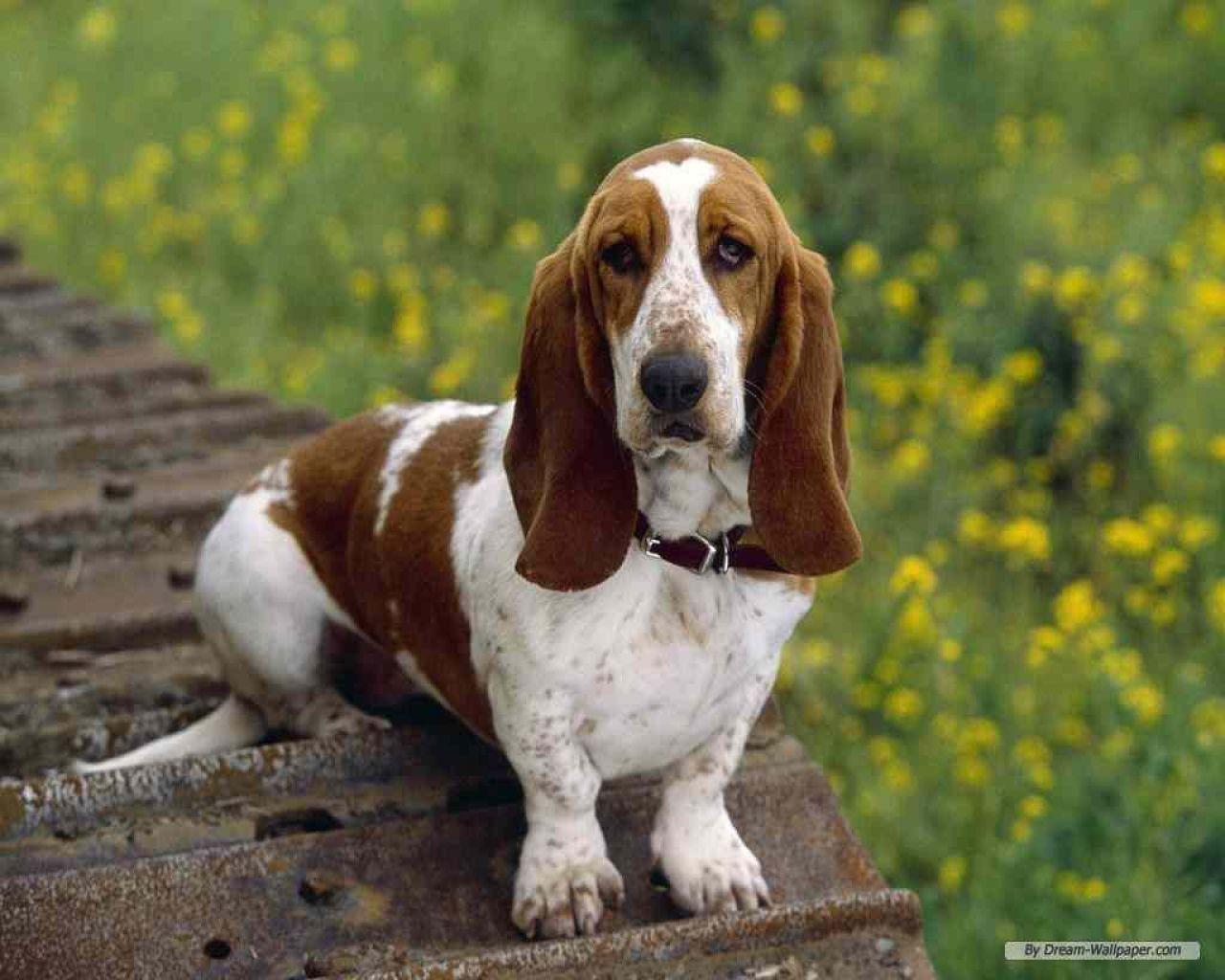 Hound Dogs Wallpapers - Top Free Hound Dogs Backgrounds - WallpaperAccess