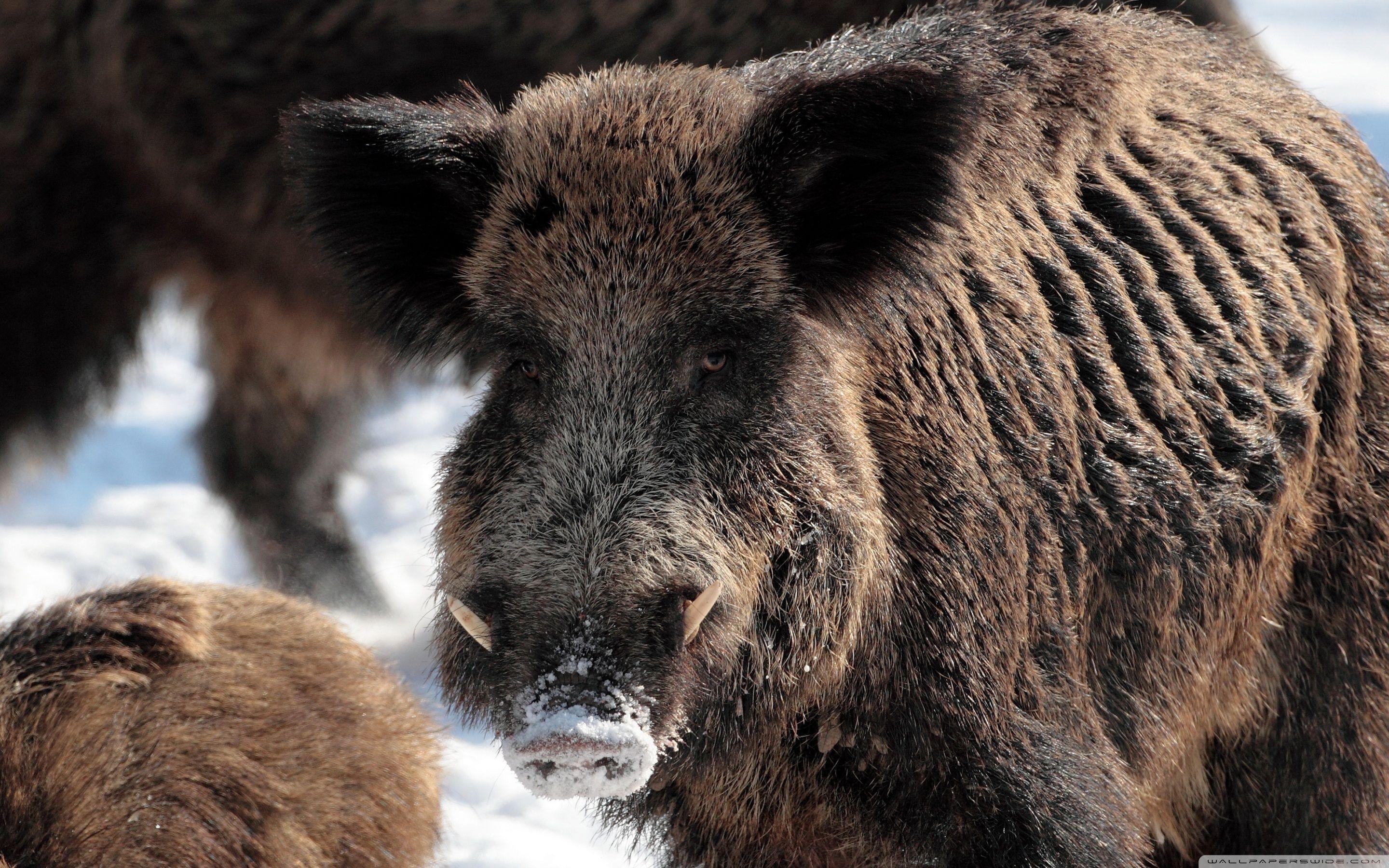 Wild Boar Wallpapers - Top Free Wild Boar Backgrounds - WallpaperAccess