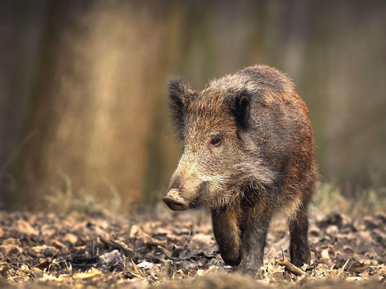 Wild Boar Wallpapers - Top Free Wild Boar Backgrounds - WallpaperAccess