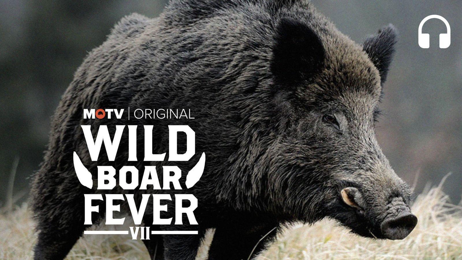 Wild Boar Wallpapers - Top Free Wild Boar Backgrounds - WallpaperAccess