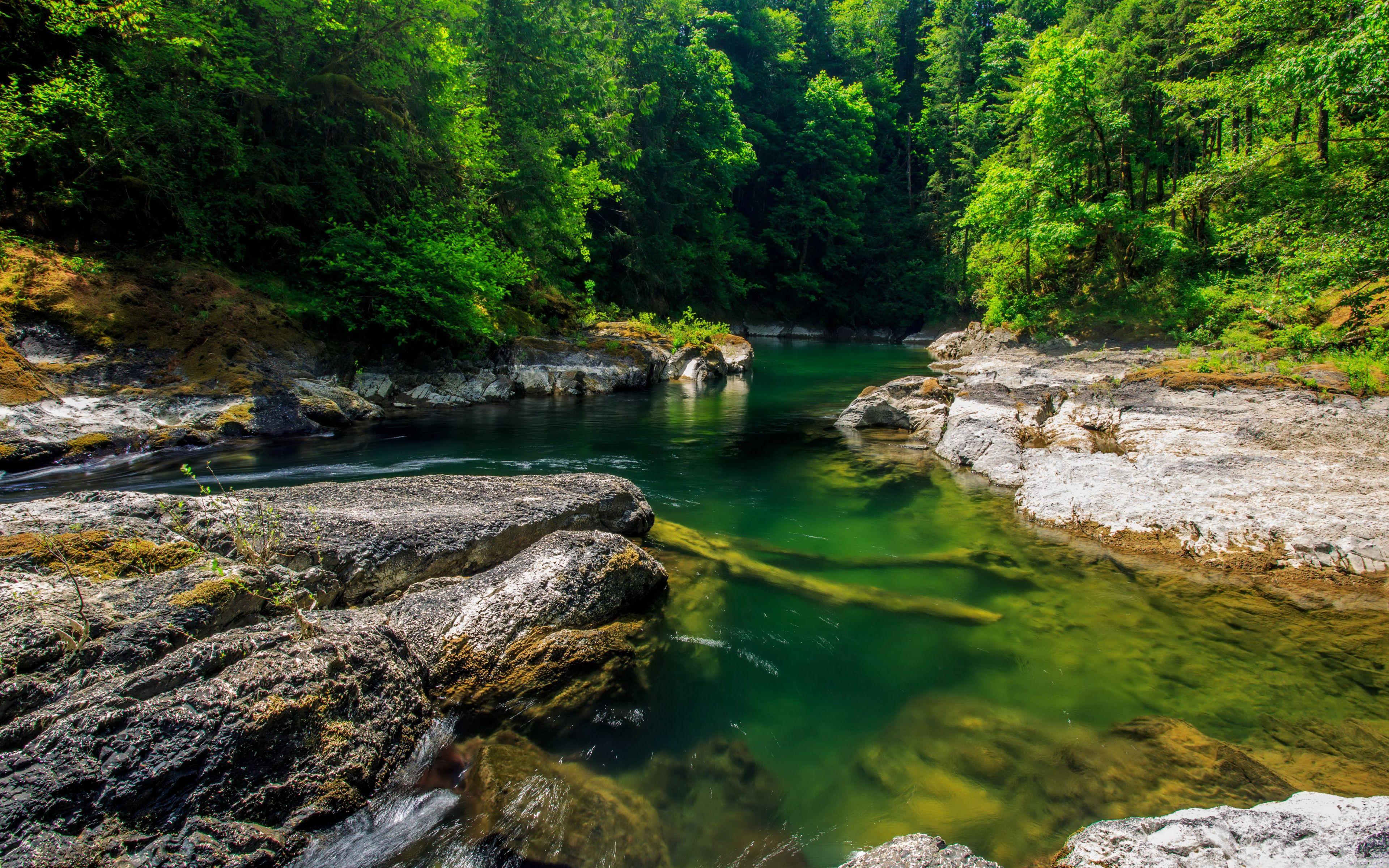Mountain Forest 4K Wallpapers - Top Free Mountain Forest 4K Backgrounds ...