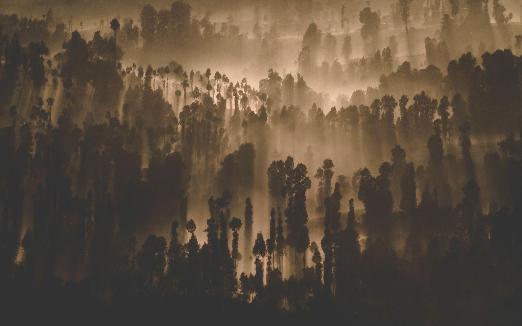 Dark Forest 4K Wallpapers - Top Free Dark Forest 4K Backgrounds ...