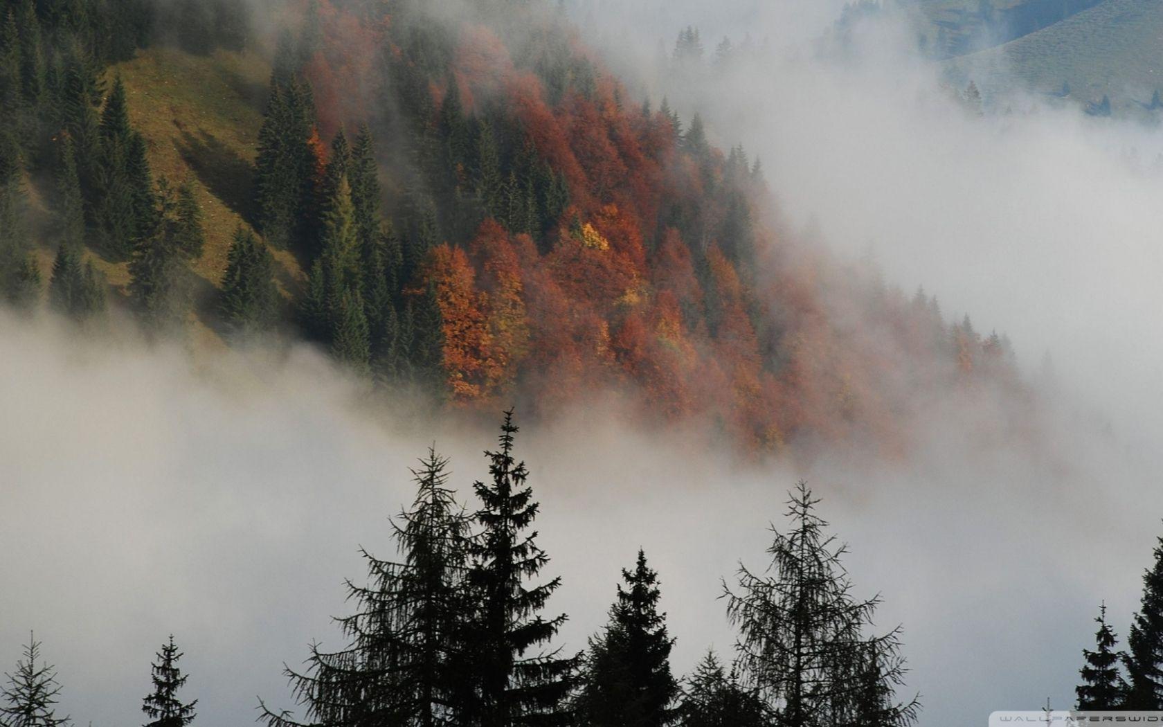 Mountain Forest 4K Wallpapers - Top Free Mountain Forest 4K Backgrounds ...