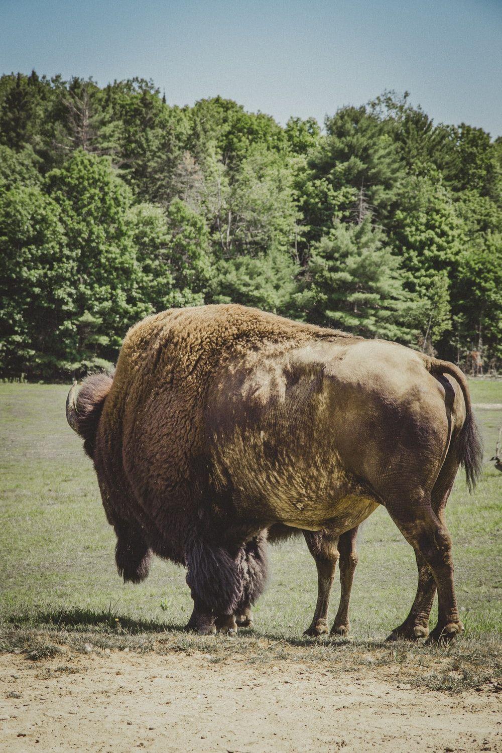White Buffalo Wallpapers - Top Free White Buffalo Backgrounds ...