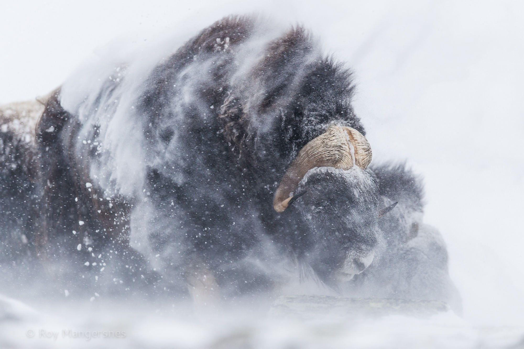 Winter Bison Wallpapers - Top Free Winter Bison Backgrounds ...