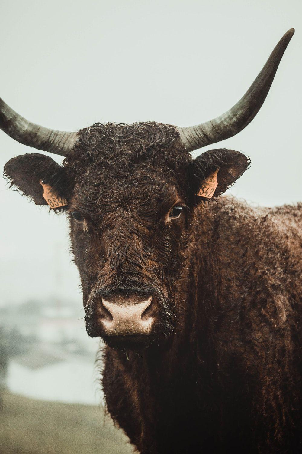Wild Bull Wallpapers - Top Free Wild Bull Backgrounds - WallpaperAccess