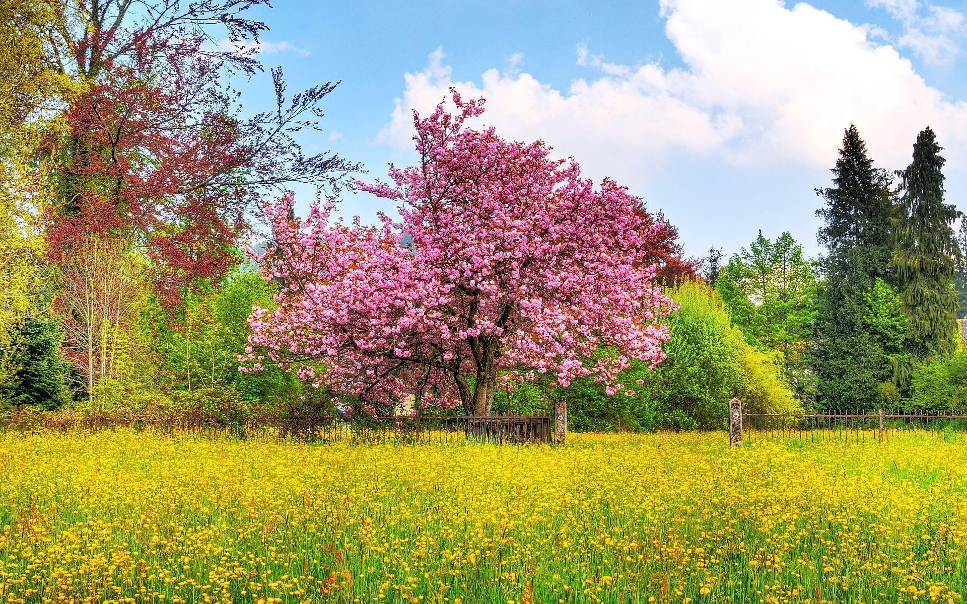 Spring Scenery Wallpapers - Top Free Spring Scenery Backgrounds ...