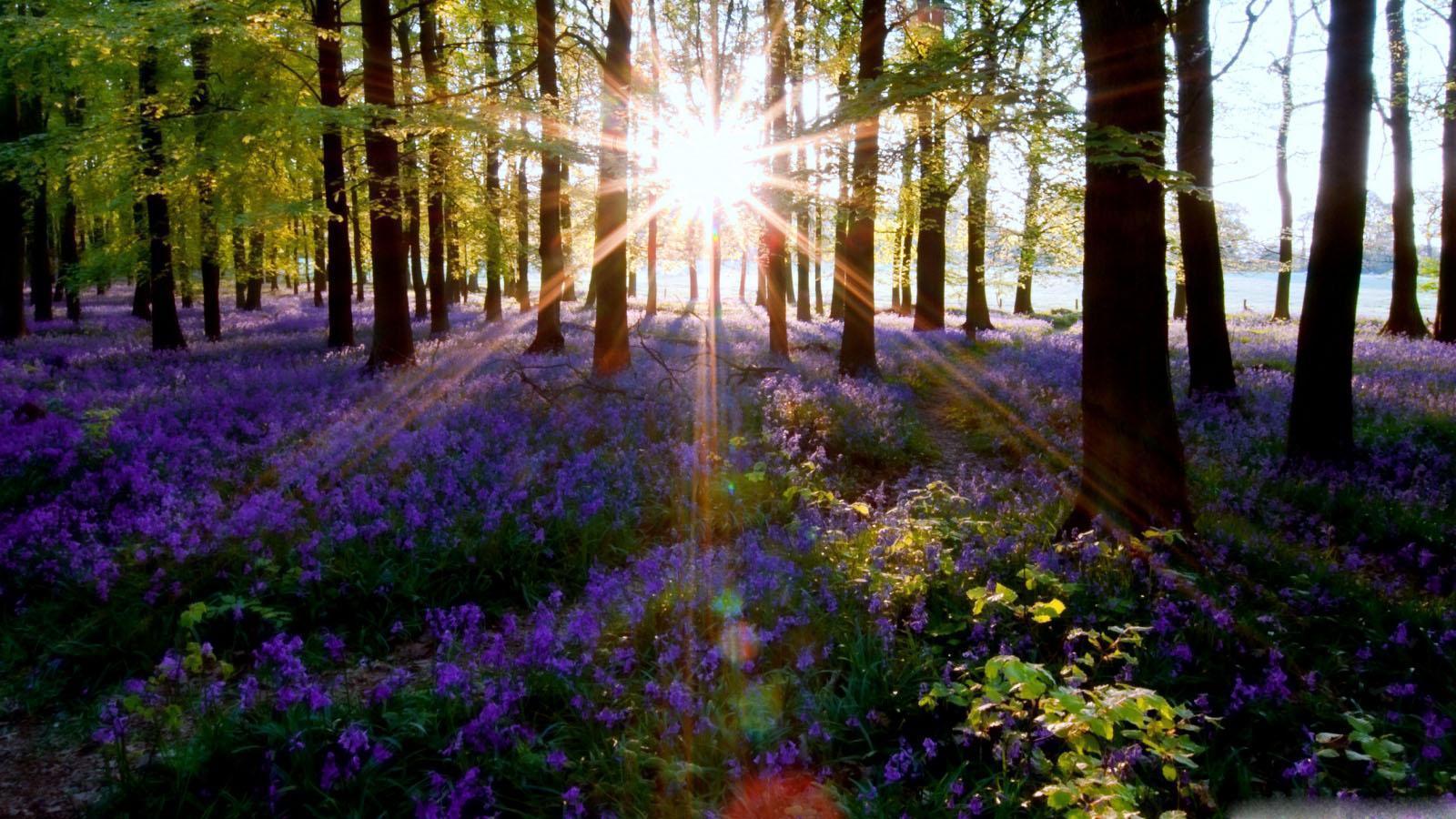 Spring Scenery Wallpapers - Top Free Spring Scenery Backgrounds ...