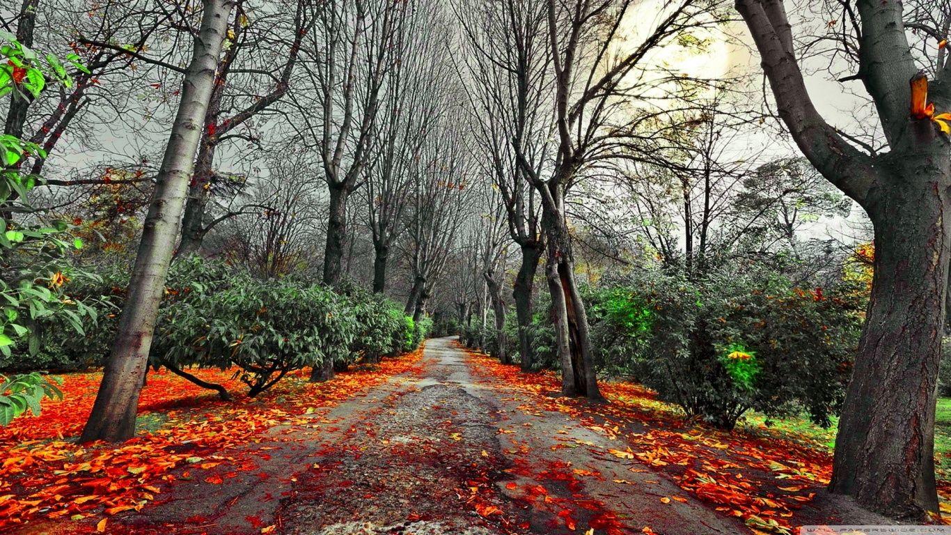 Dark Autumn Wallpapers Top Free Dark Autumn Backgrounds Wallpaperaccess