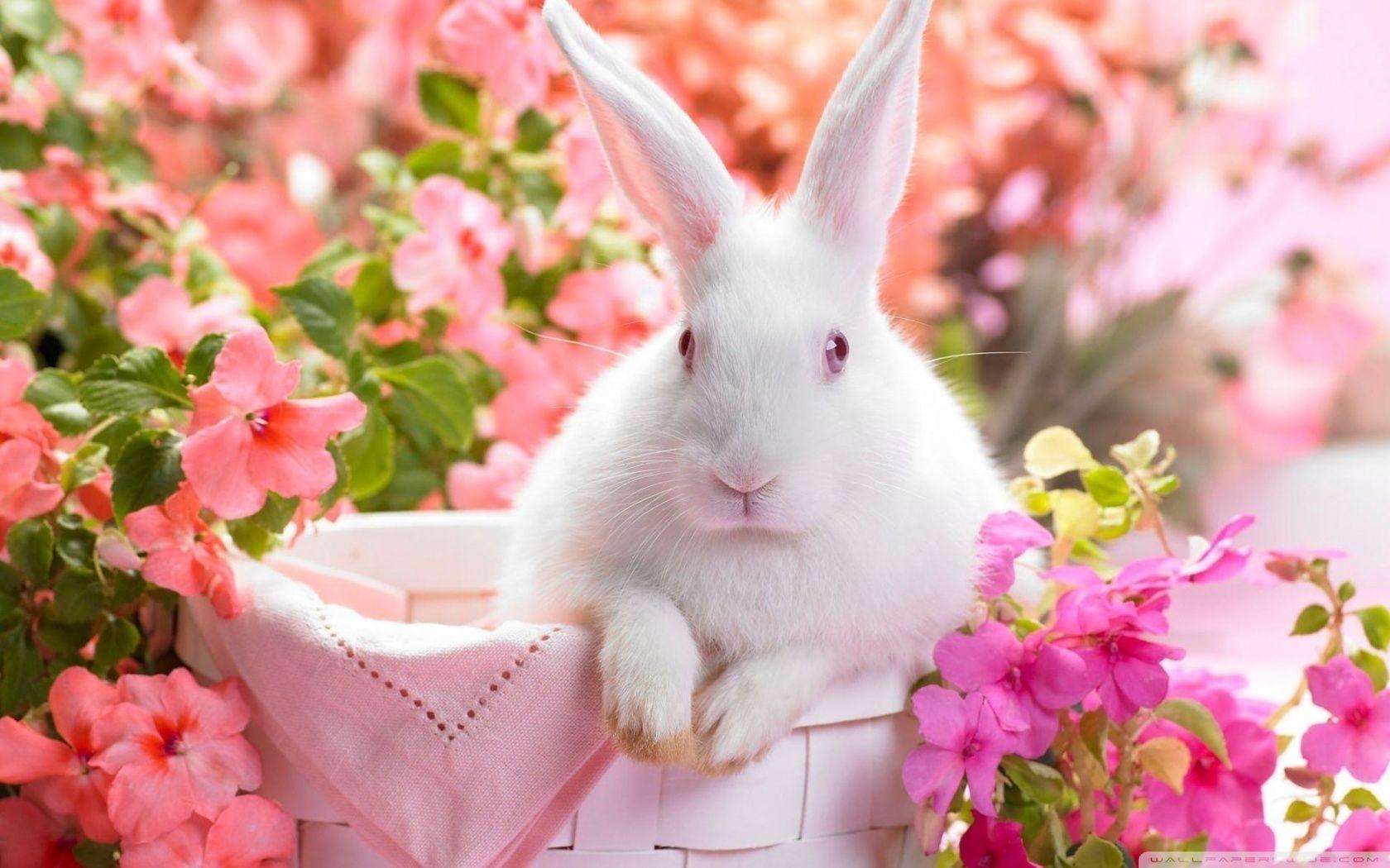 Cute Easter Wallpapers - Top Free Cute Easter Backgrounds - WallpaperAccess