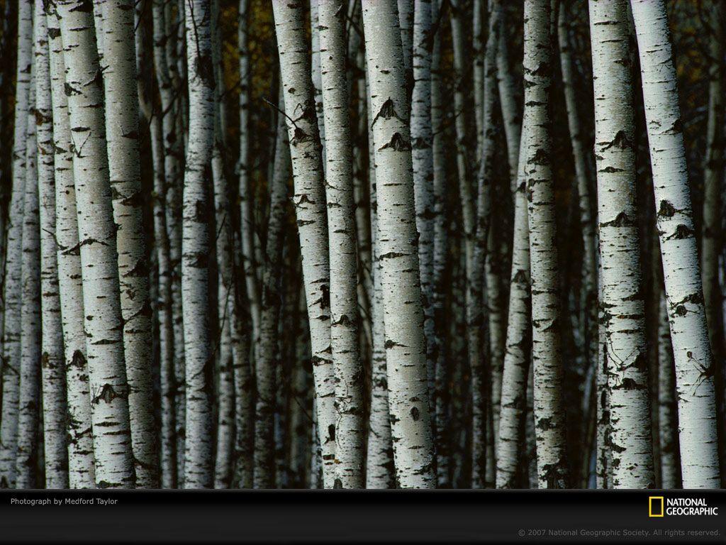 Birch Wallpapers - Top Free Birch Backgrounds - WallpaperAccess