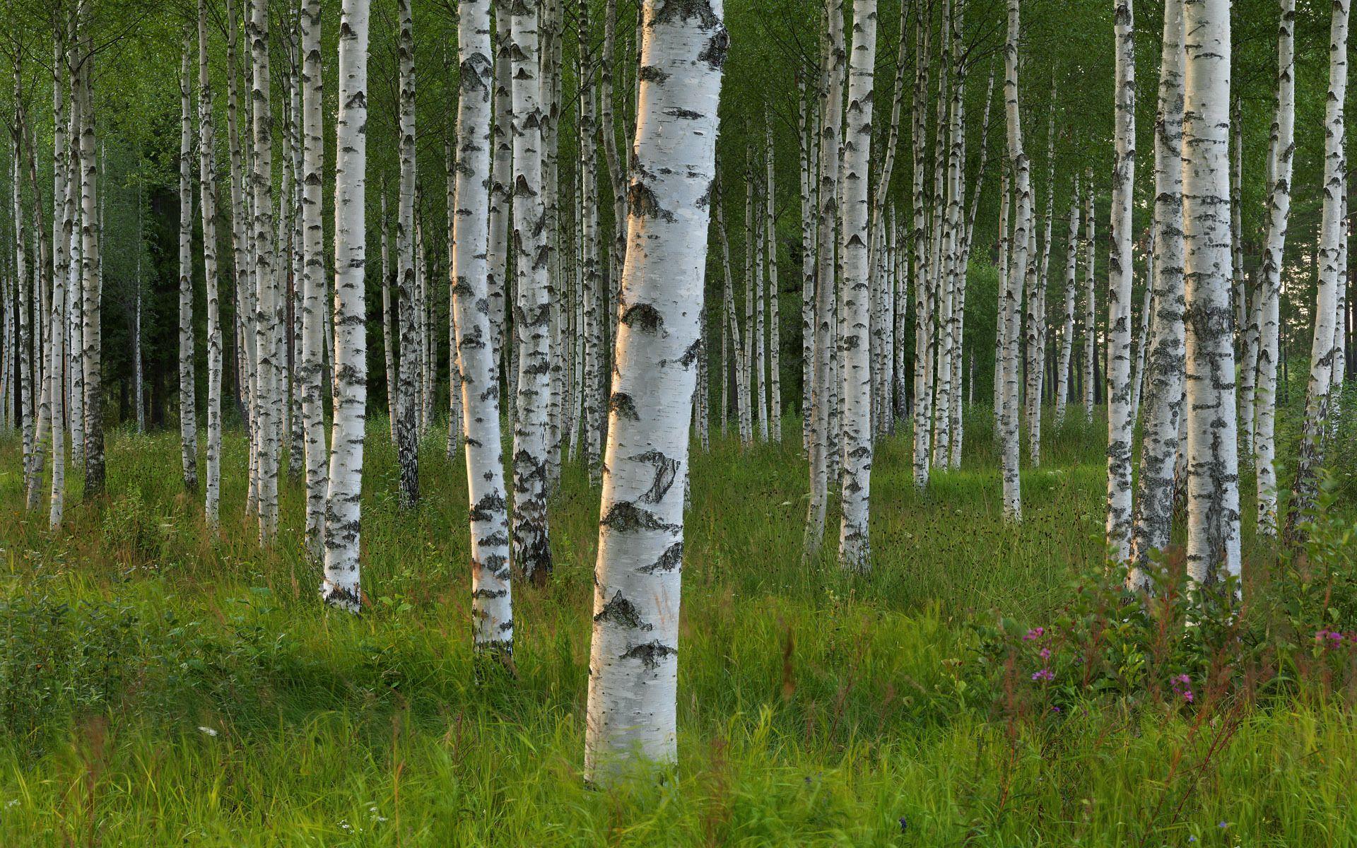 Birch Wallpapers - Top Free Birch Backgrounds - WallpaperAccess