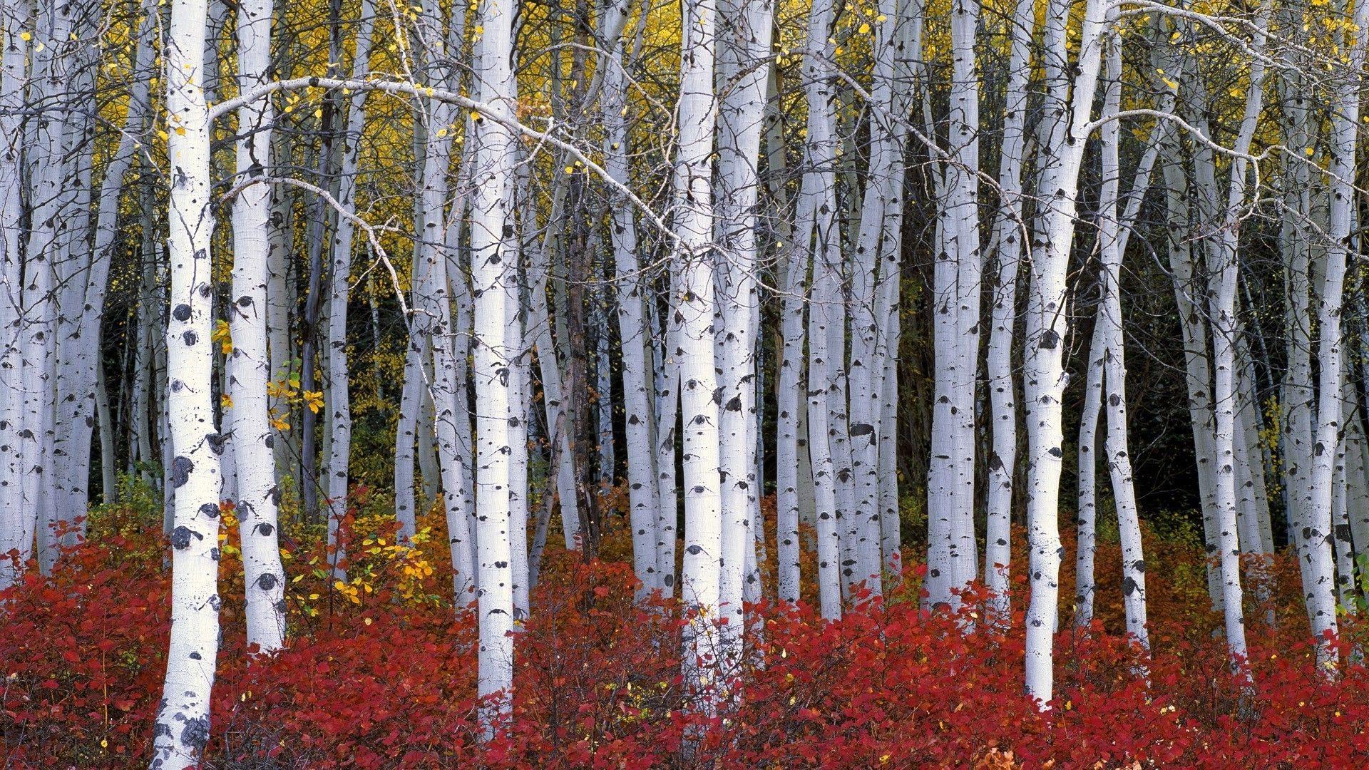 Birch Wallpapers - Top Free Birch Backgrounds - WallpaperAccess