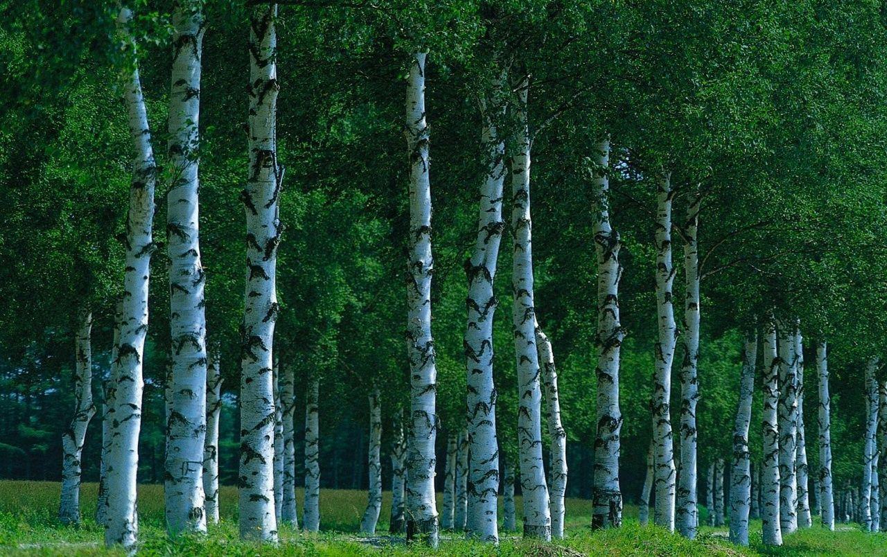 Birch Wallpapers - Top Free Birch Backgrounds - WallpaperAccess