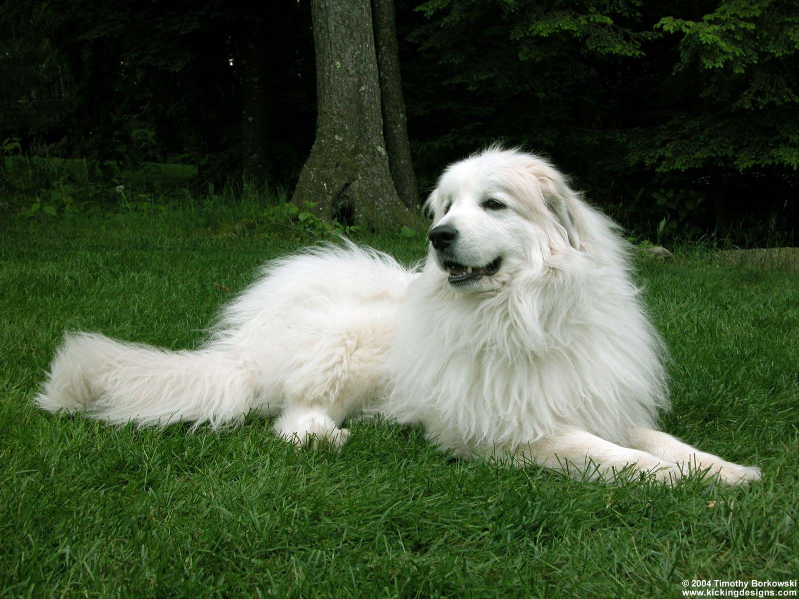 Great Pyrenees Wallpapers - Top Free Great Pyrenees Backgrounds ...