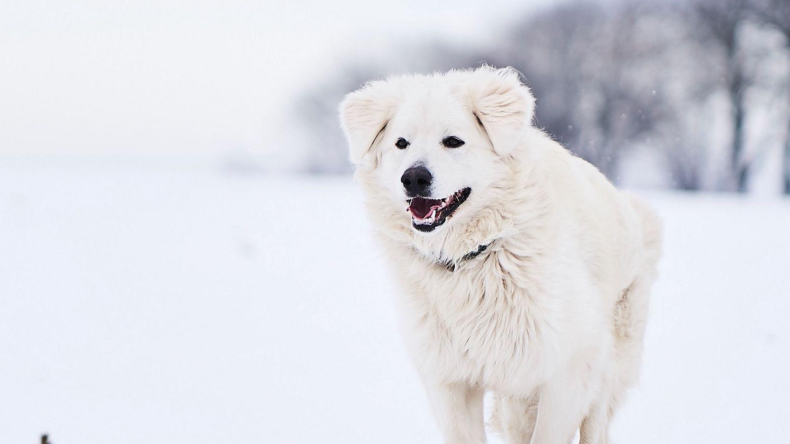 Great Pyrenees Wallpapers - Top Free Great Pyrenees Backgrounds ...