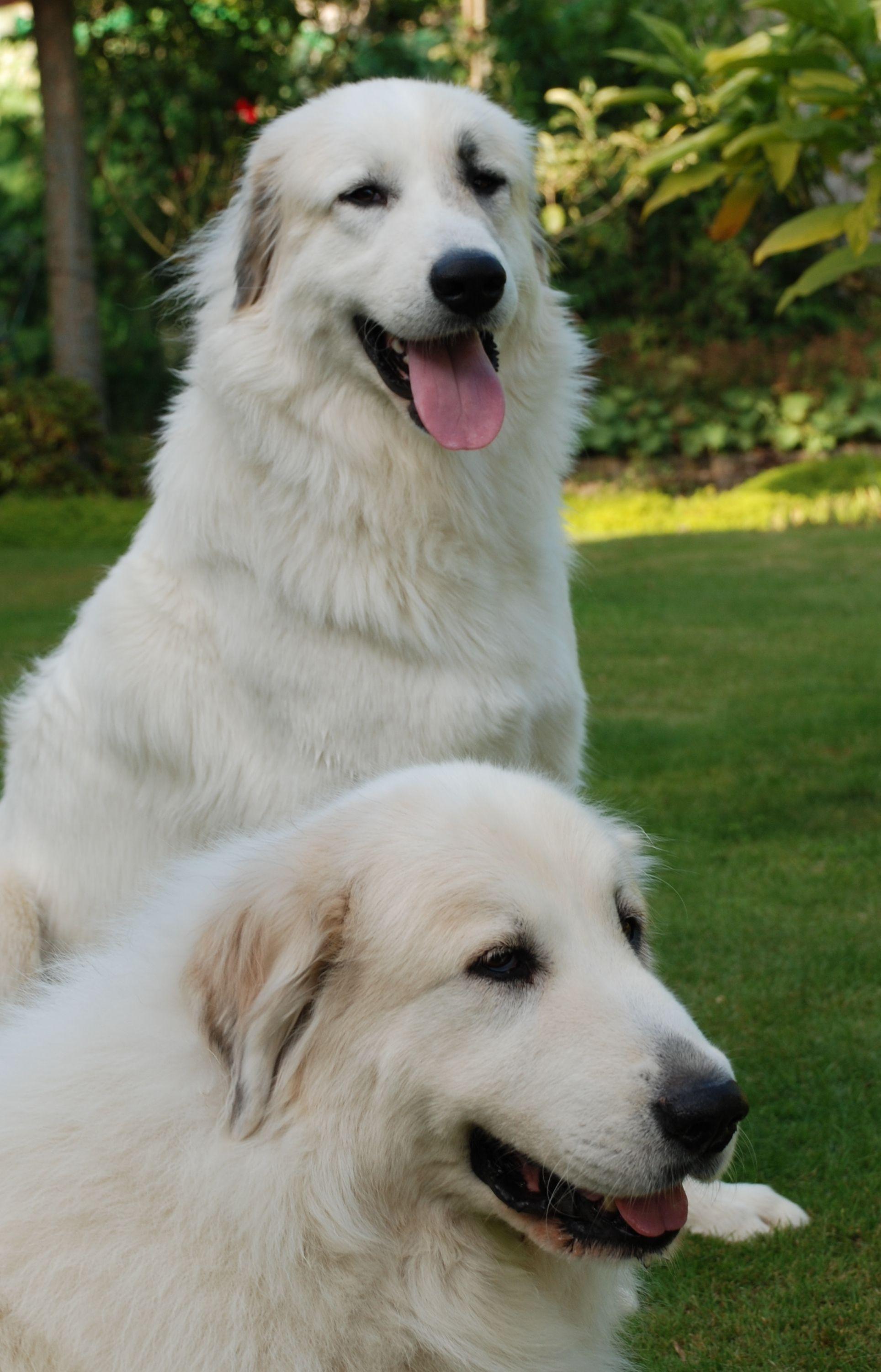Great Pyrenees Wallpapers - Top Free Great Pyrenees Backgrounds ...