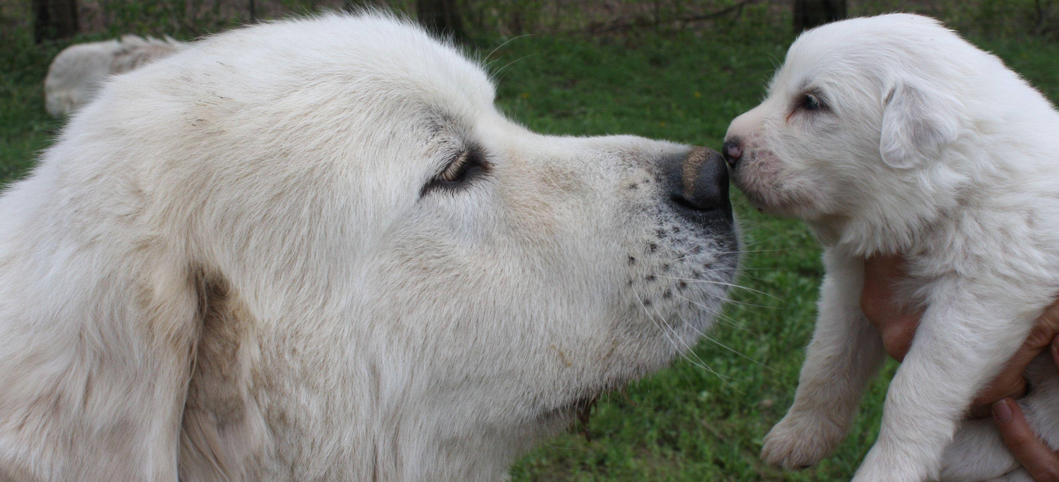 Great Pyrenees Wallpapers - Top Free Great Pyrenees Backgrounds ...