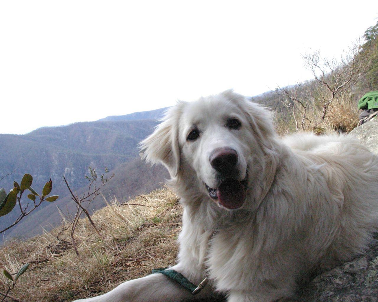 Great Pyrenees Wallpapers - Top Free Great Pyrenees Backgrounds ...