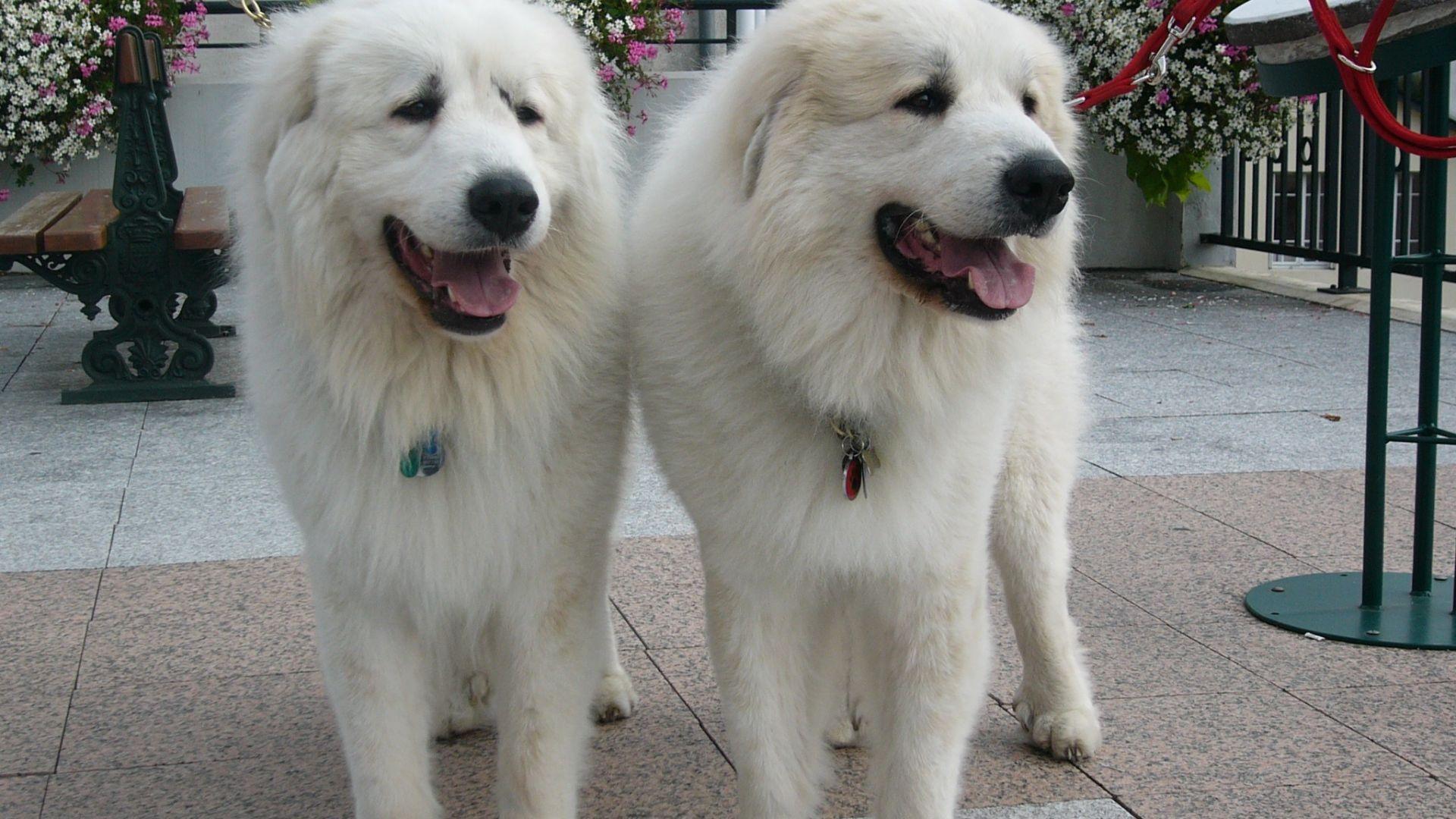 Great Pyrenees Wallpapers - Top Free Great Pyrenees Backgrounds ...