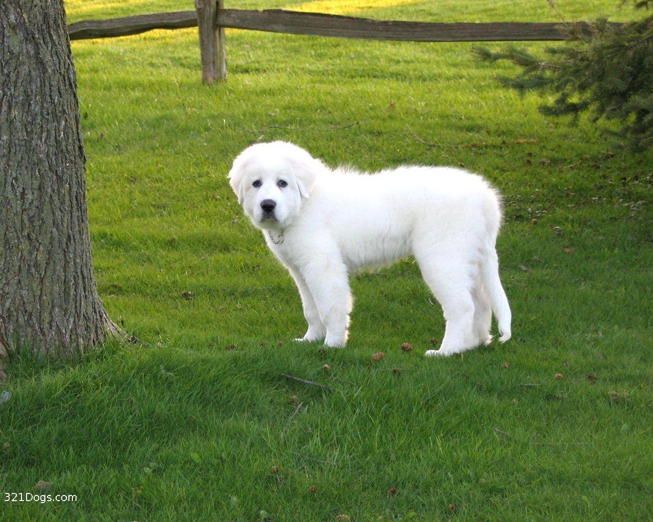 Great Pyrenees Wallpapers - Top Free Great Pyrenees Backgrounds ...