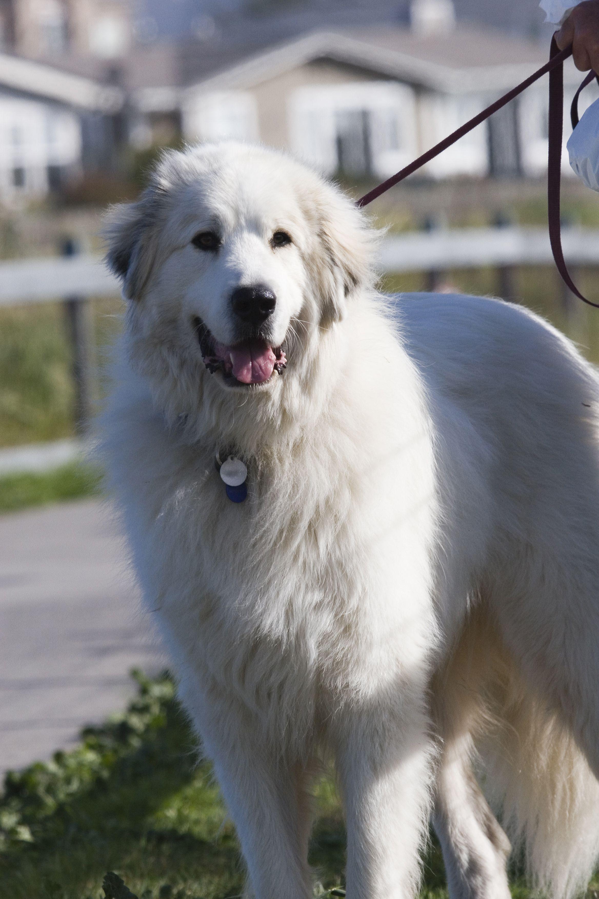 Great Pyrenees Wallpapers - Top Free Great Pyrenees Backgrounds ...