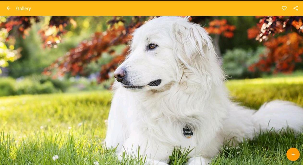 Great Pyrenees Wallpapers - Top Free Great Pyrenees Backgrounds ...