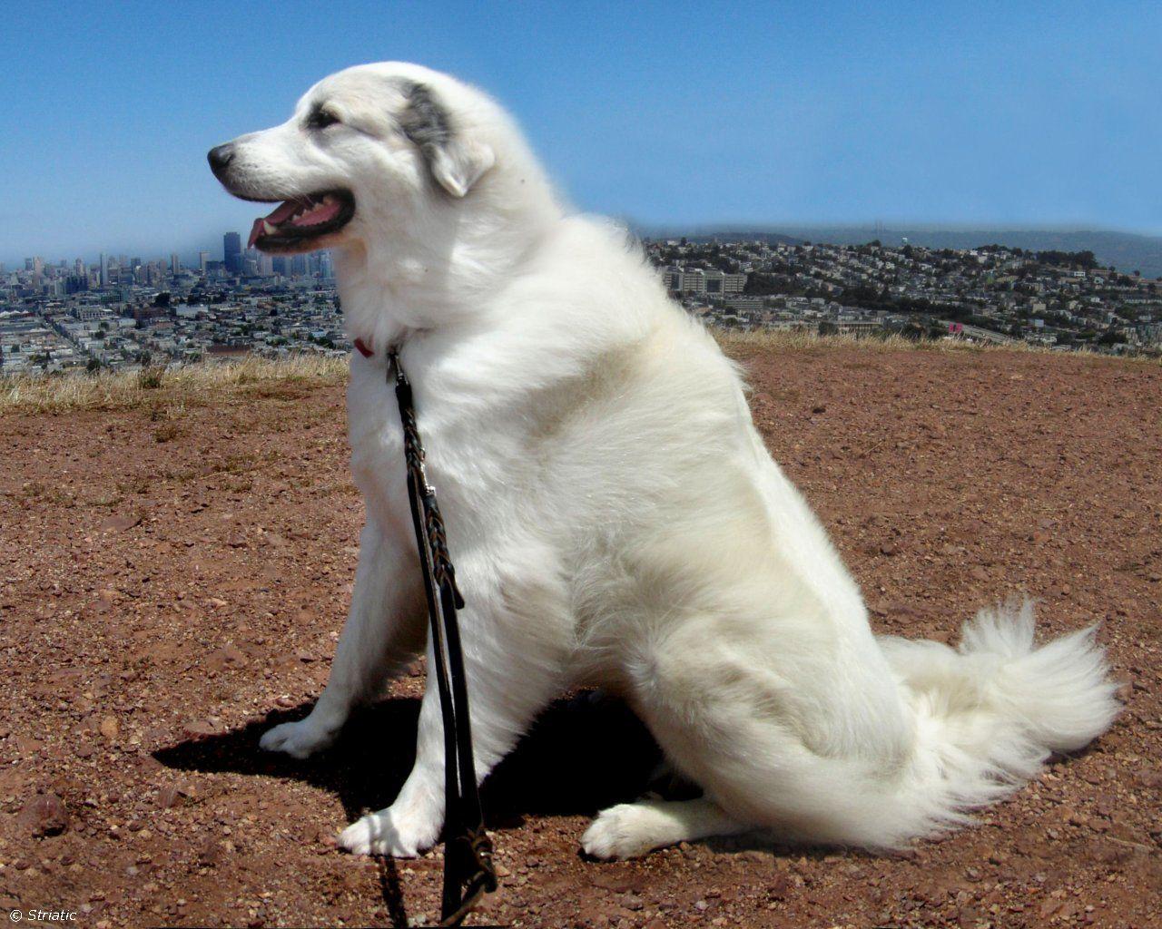 Great Pyrenees Wallpapers - Top Free Great Pyrenees Backgrounds ...