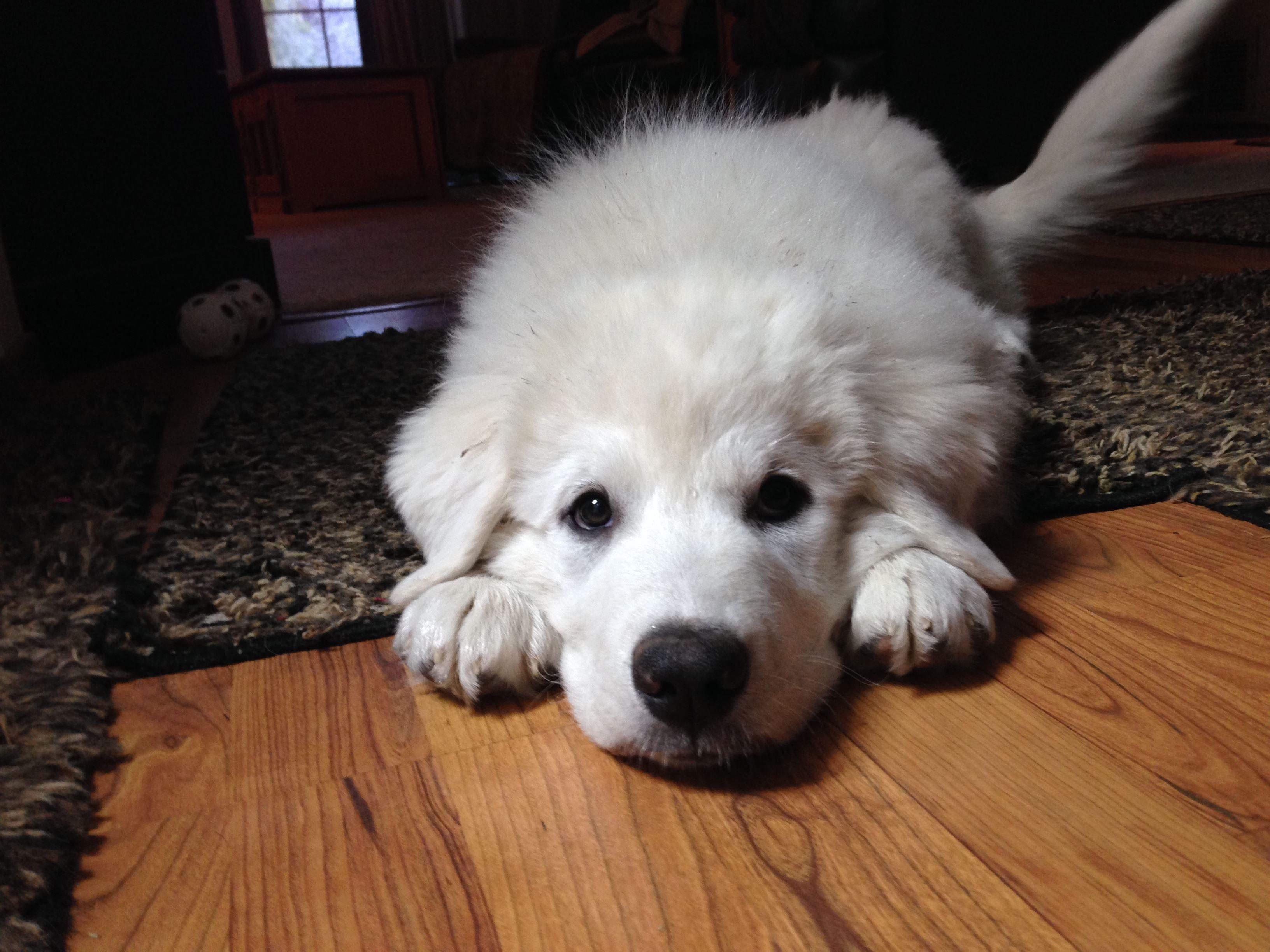 Great Pyrenees Wallpapers - Top Free Great Pyrenees Backgrounds ...