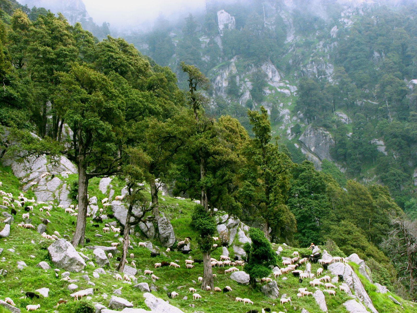 Himachal Pradesh Wallpapers - Top Free Himachal Pradesh Backgrounds ...