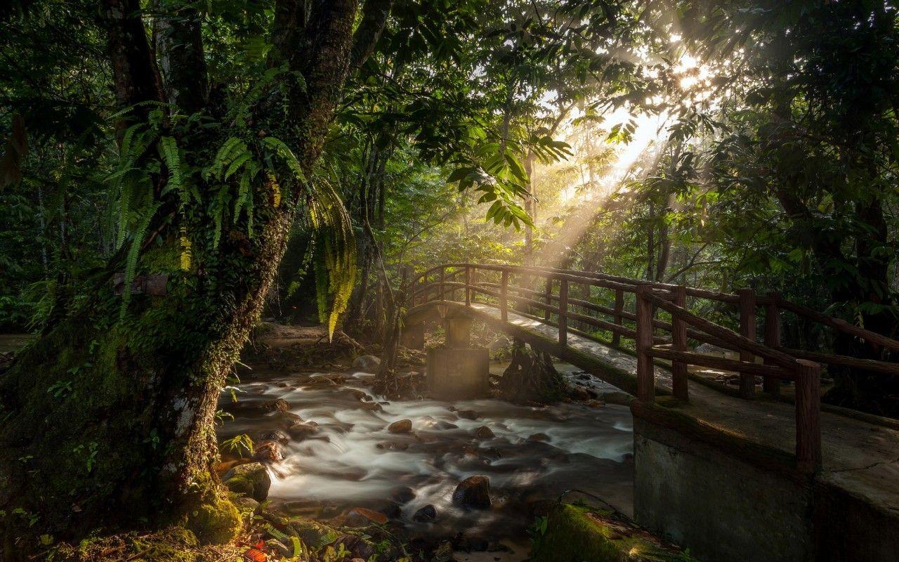 Japanese Forest Wallpapers - Top Free Japanese Forest Backgrounds ...